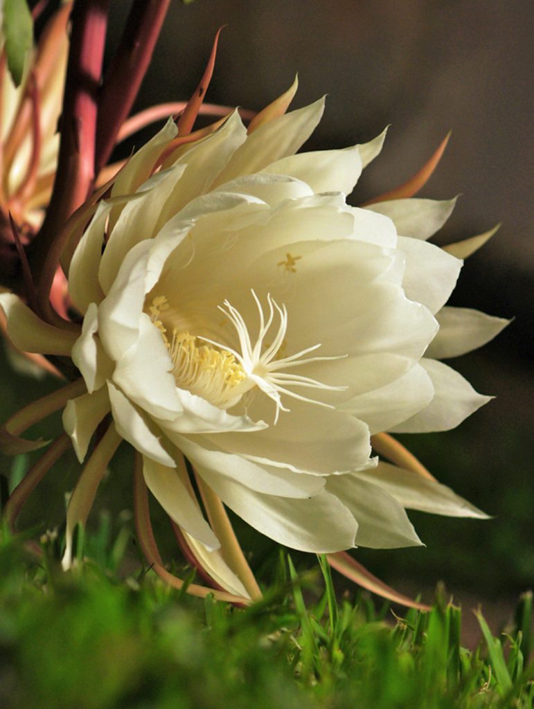 Descubre Cabo Rojo: Población, Símbolos e Historia - Caborojo.com